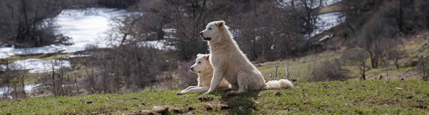 Maremmen-Abruzzen-Schäferhund – snack4pet
